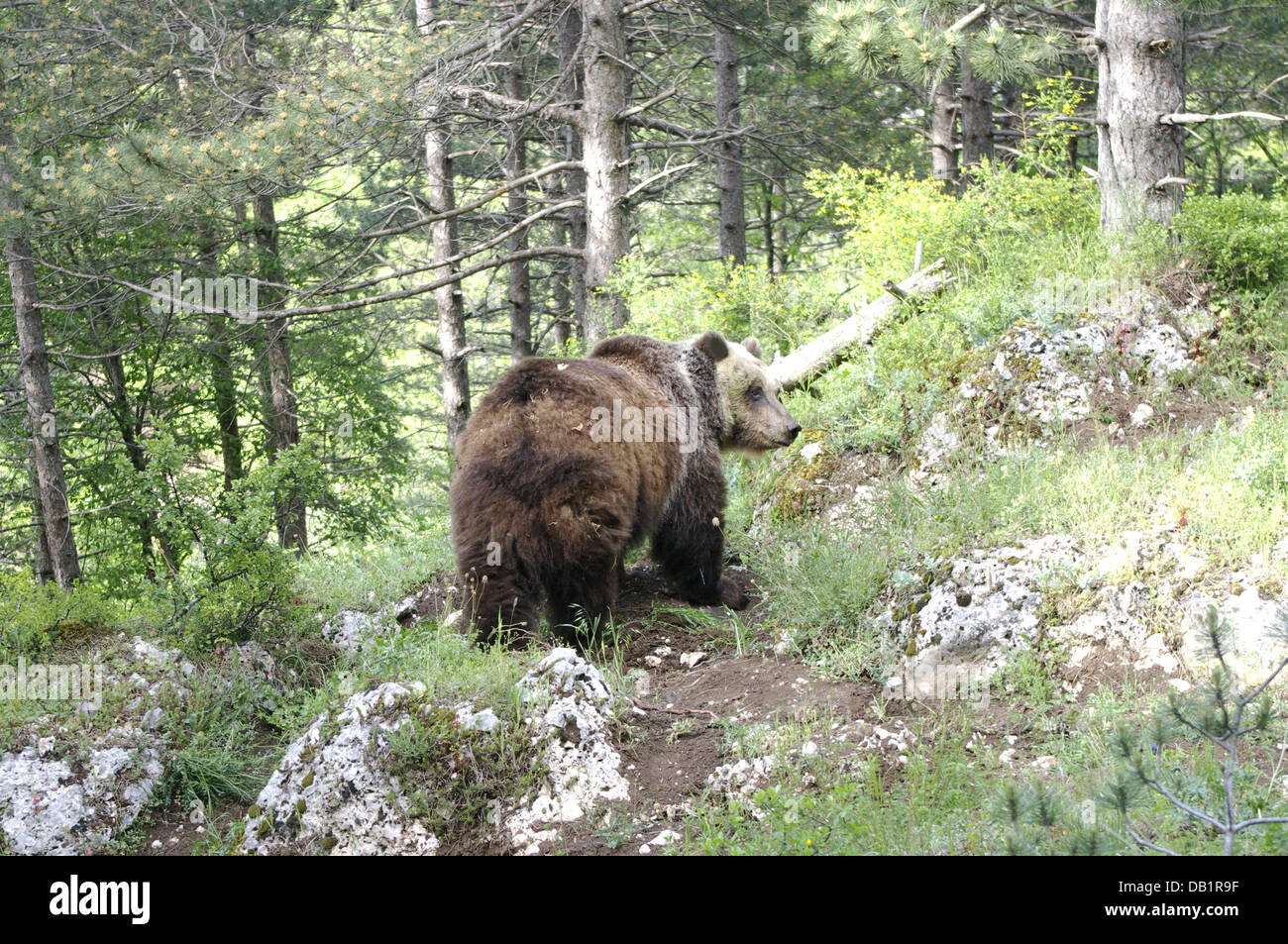 Marsican brown bear ursus arctos hi-res stock photography and images ...