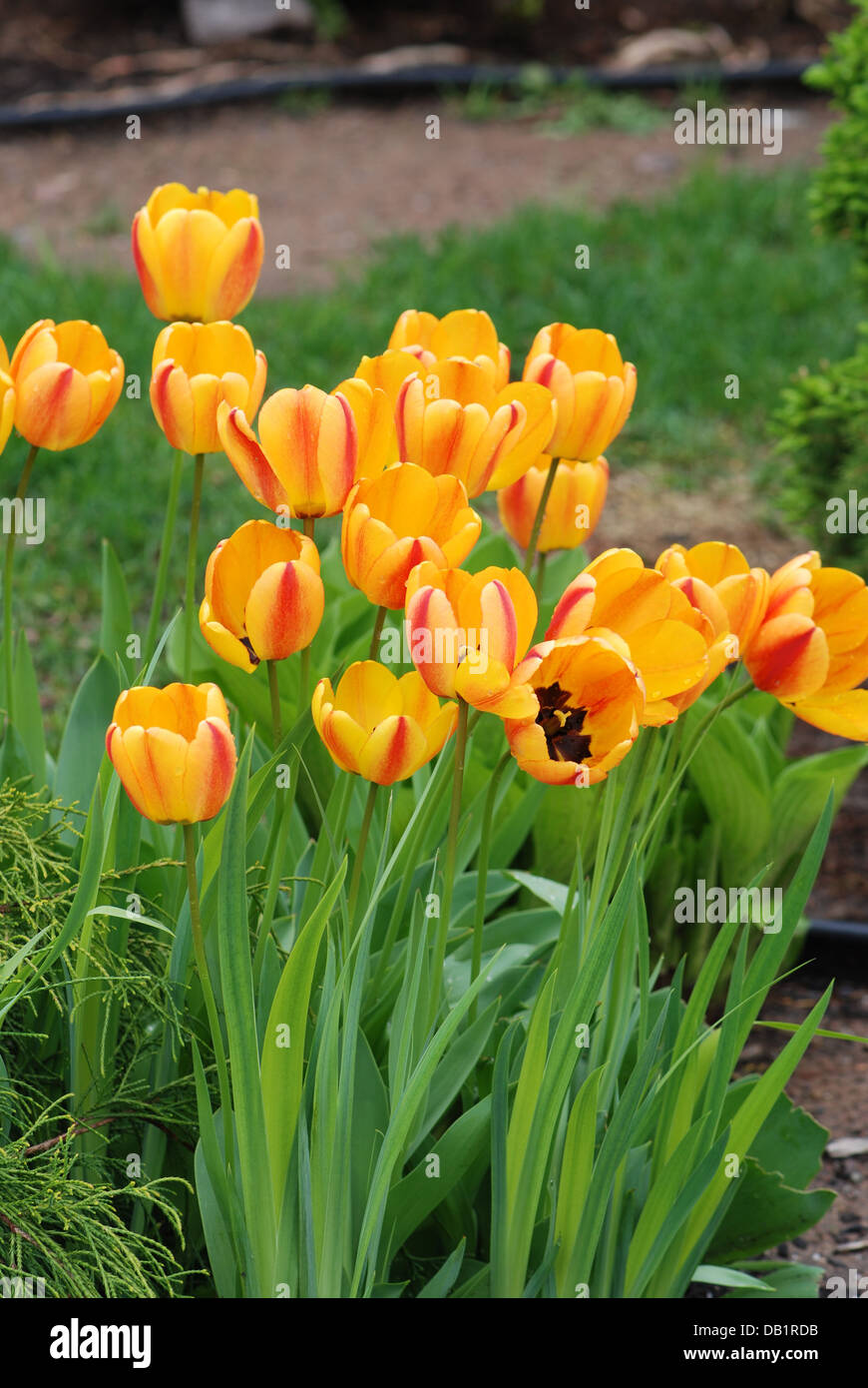 Yellow tulips in spring garden Stock Photo - Alamy