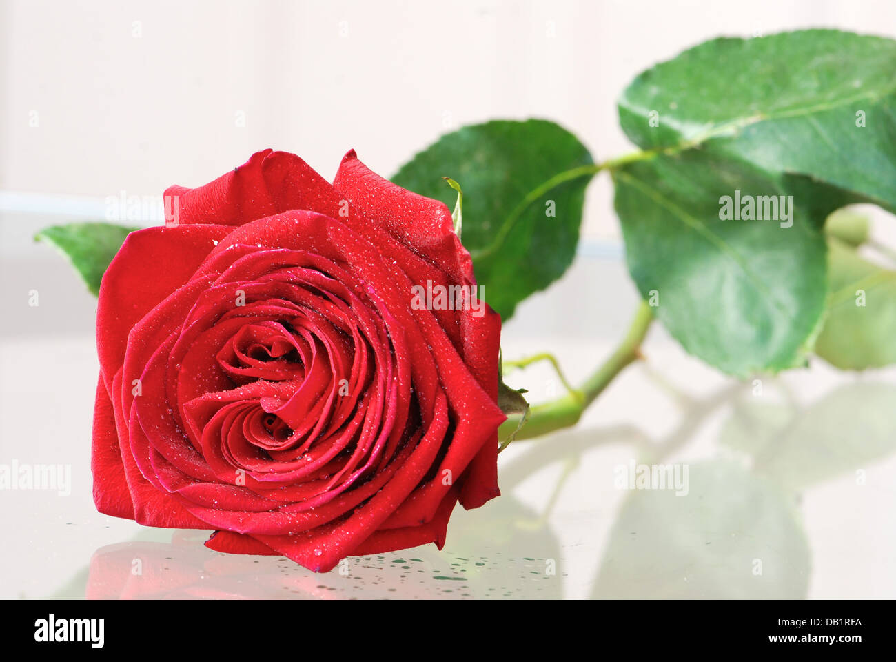 Single red rose Stock Photo - Alamy