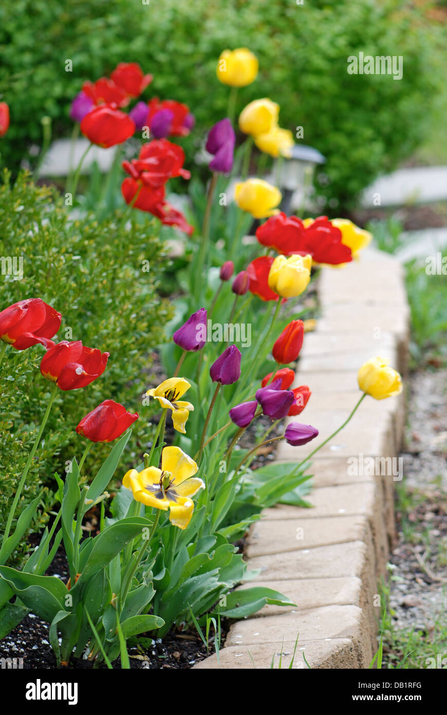 Tulips in a landscaped garden Stock Photo - Alamy