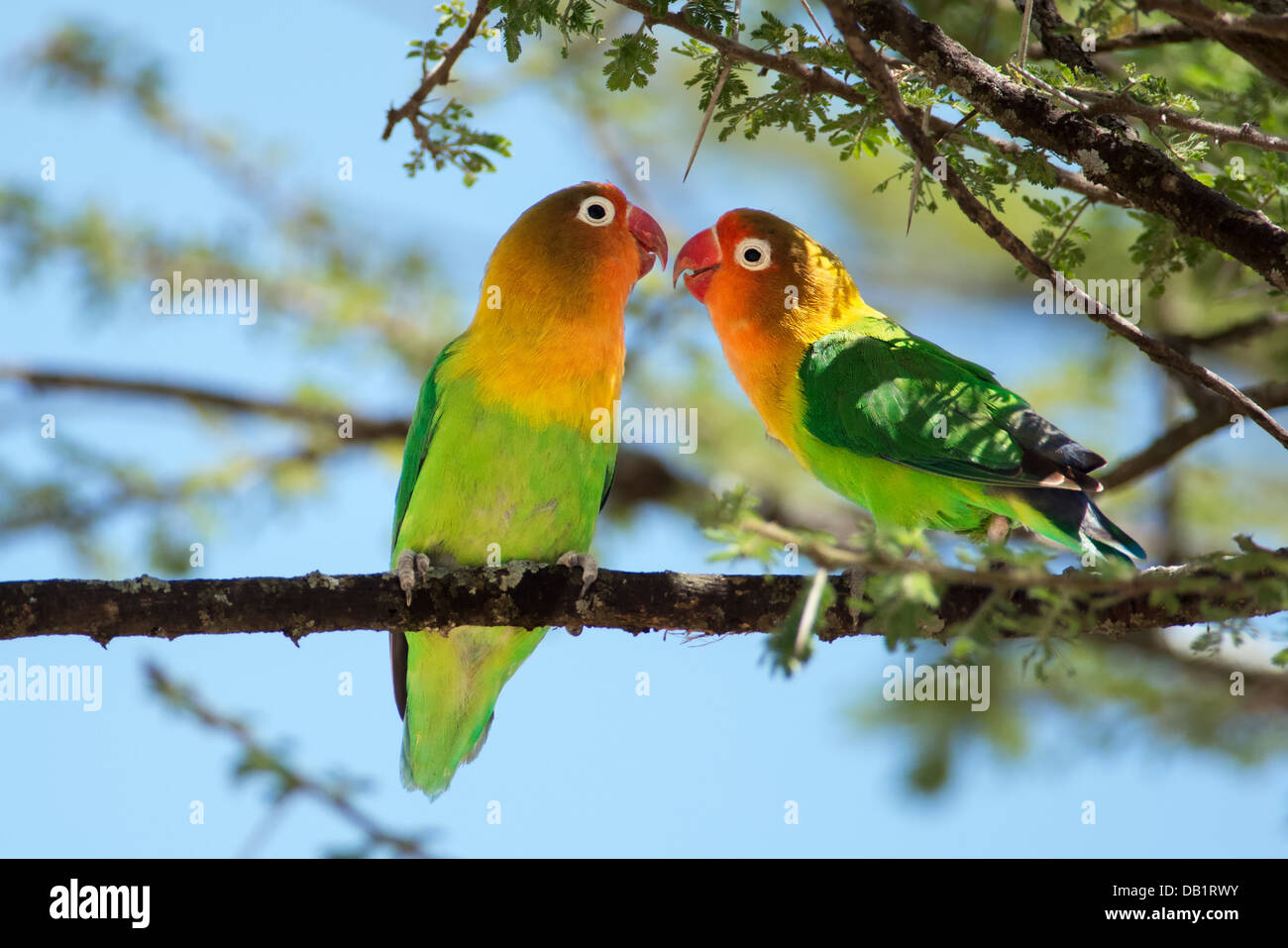 African Love Birds Farm