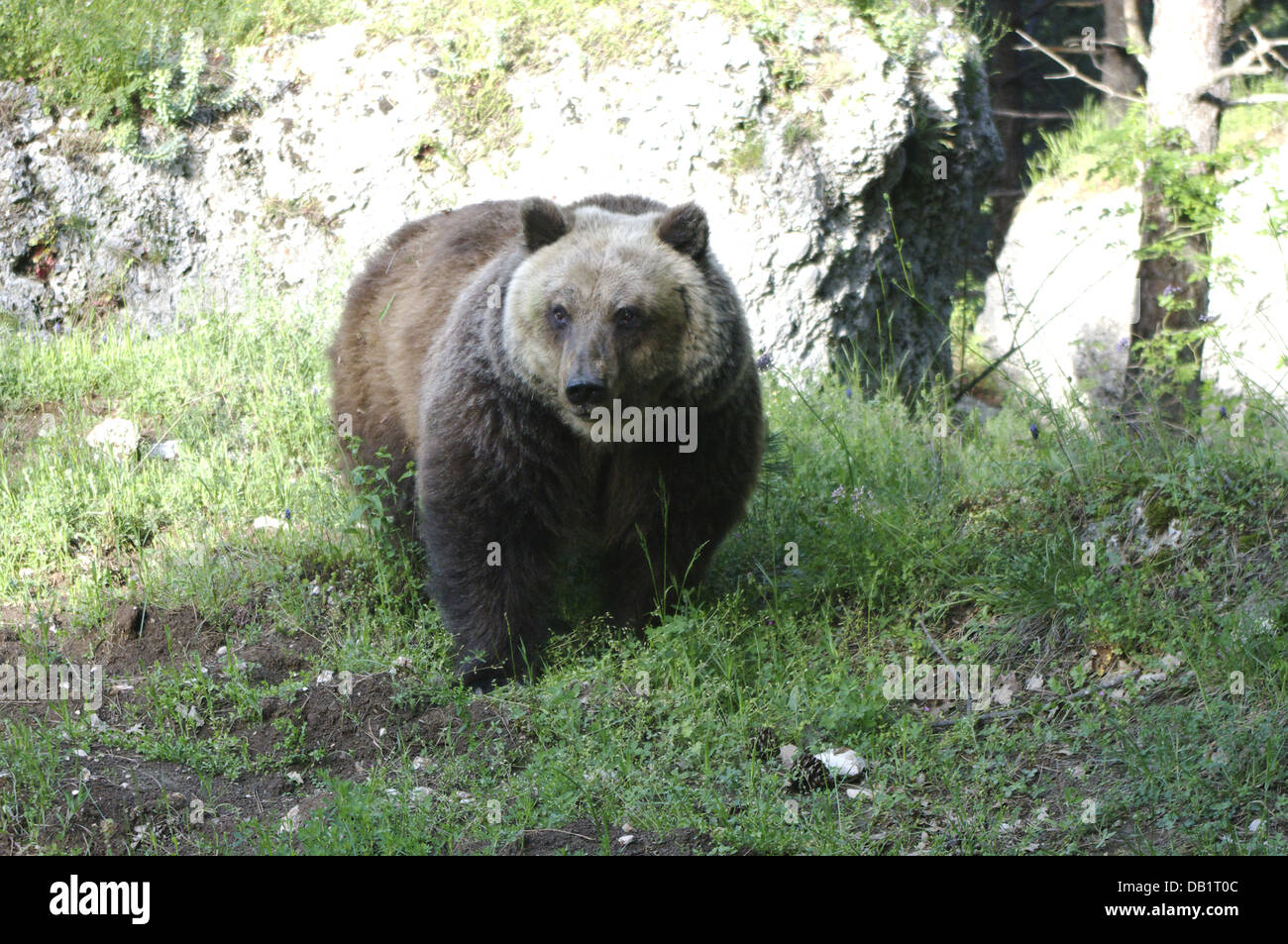 Marsican brown bear abruzzo hi-res stock photography and images - Alamy