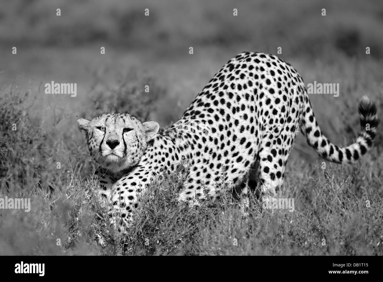 Cheetah acinonyx jubatus stretching hi-res stock photography and images ...