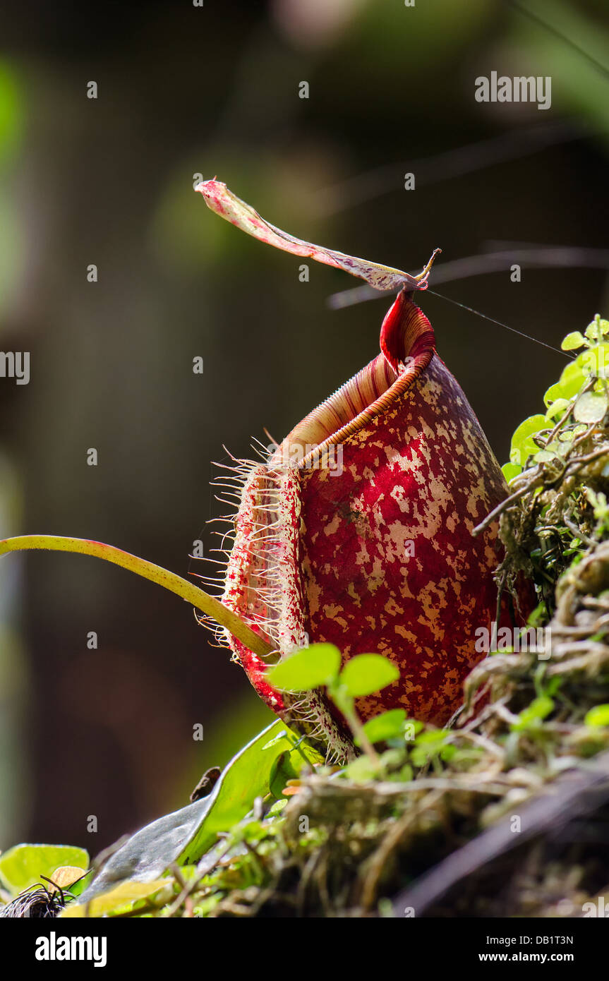 Monkey cup hi-res stock photography and images - Alamy