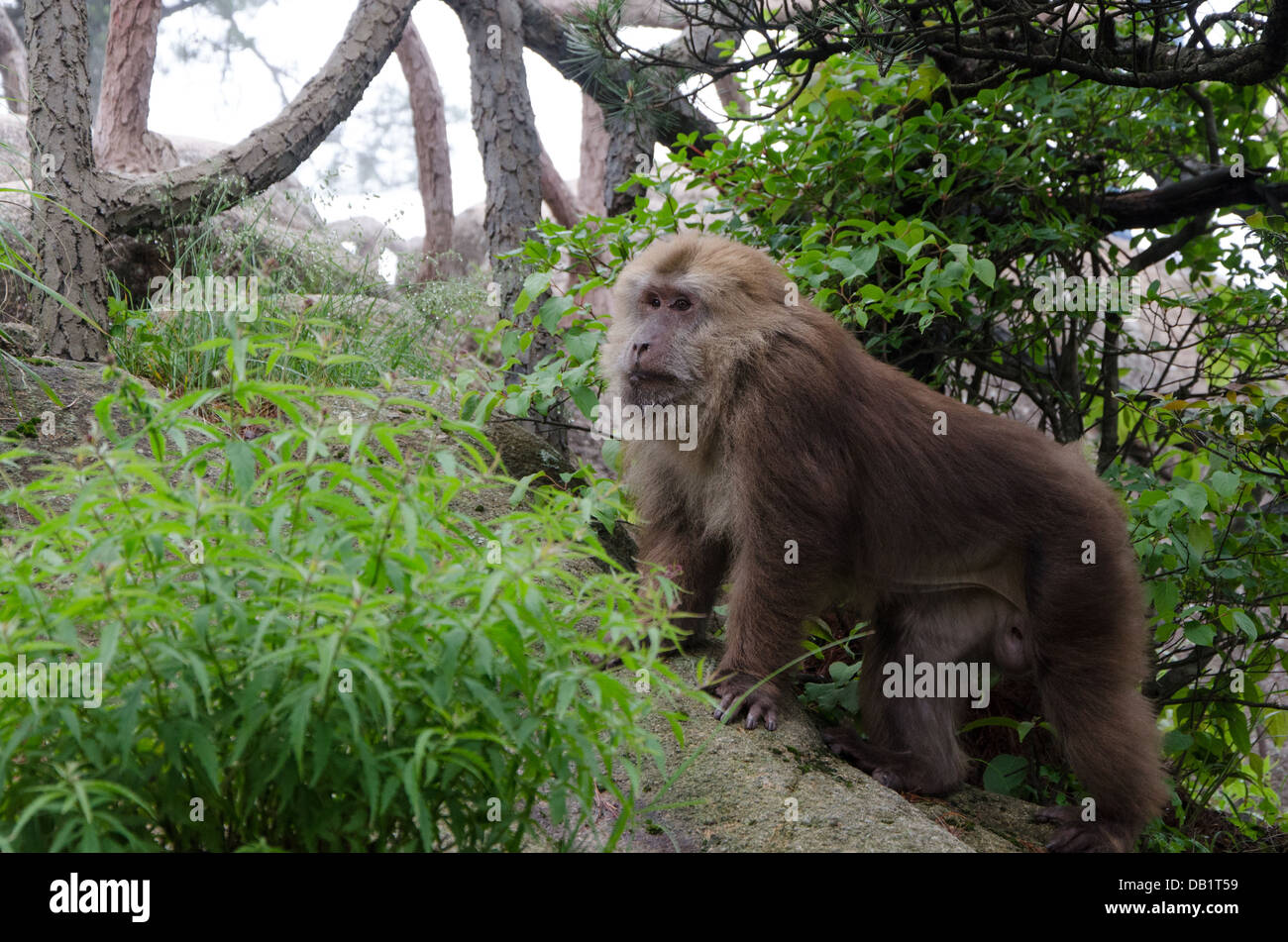 Stump tailed macaque hi-res stock photography and images - Alamy