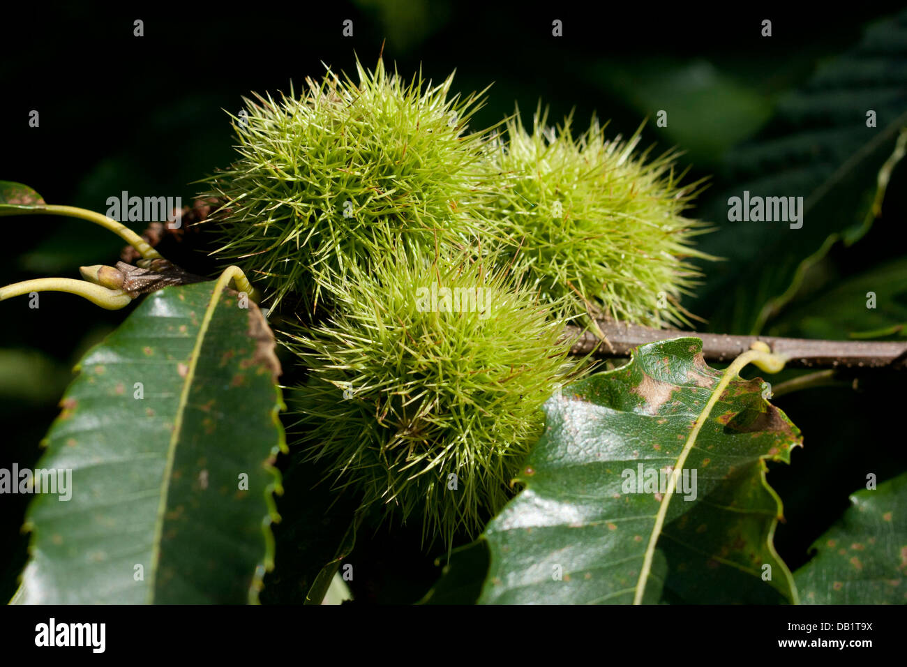 Three sweet chestnut (Castanea sativa) pods on tree Stock Photo - Alamy