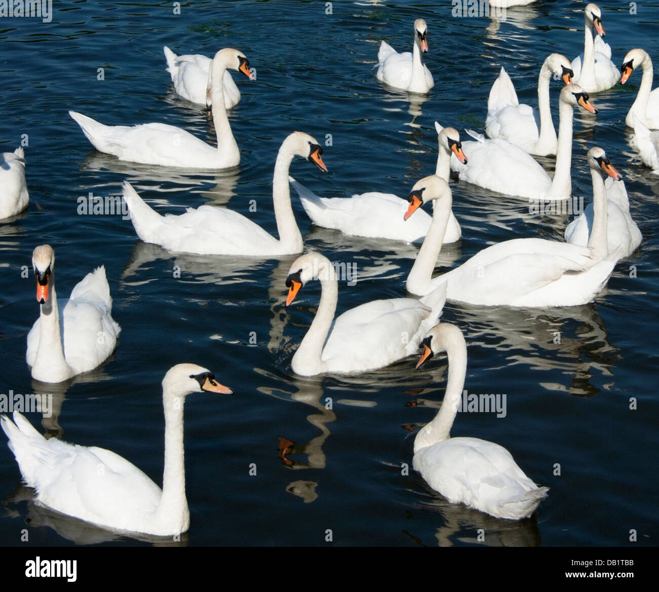 Swan pattern hi-res stock photography and images - Alamy