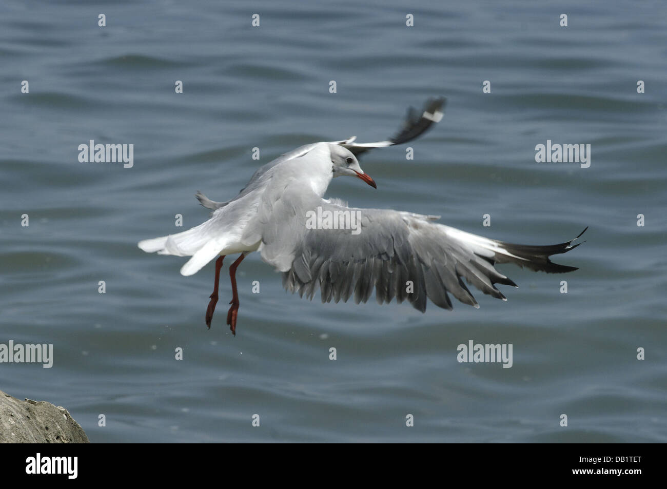Grey headed gull hi-res stock photography and images - Alamy