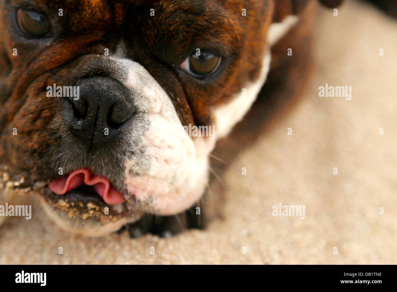 Ryan Carr got his first dog when he was 7. She was a labrador named ...