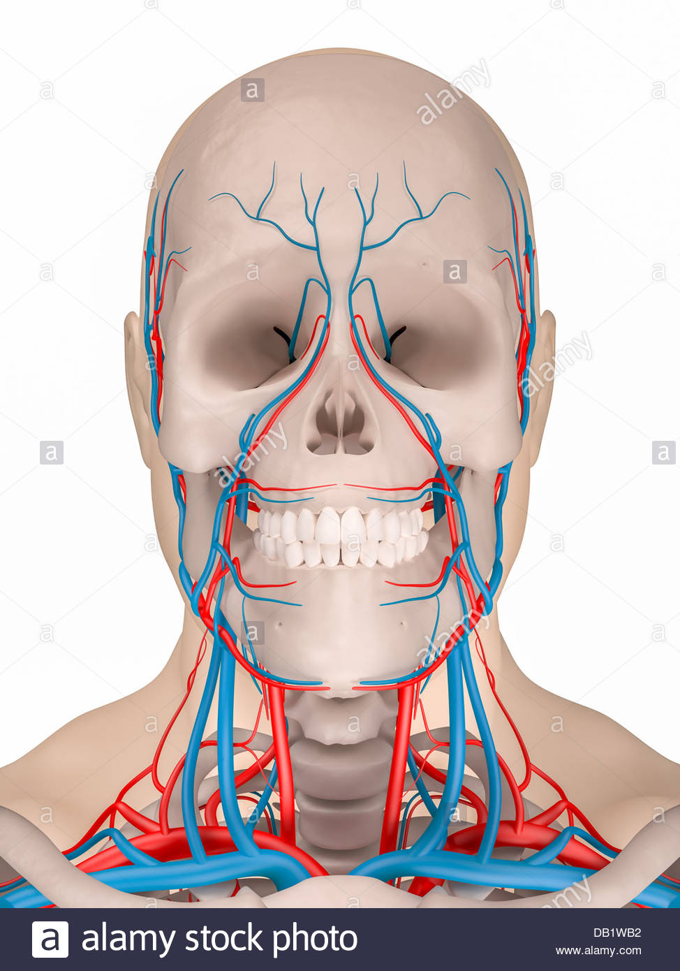 Head Joint High Resolution Stock Photography and Images - Alamy