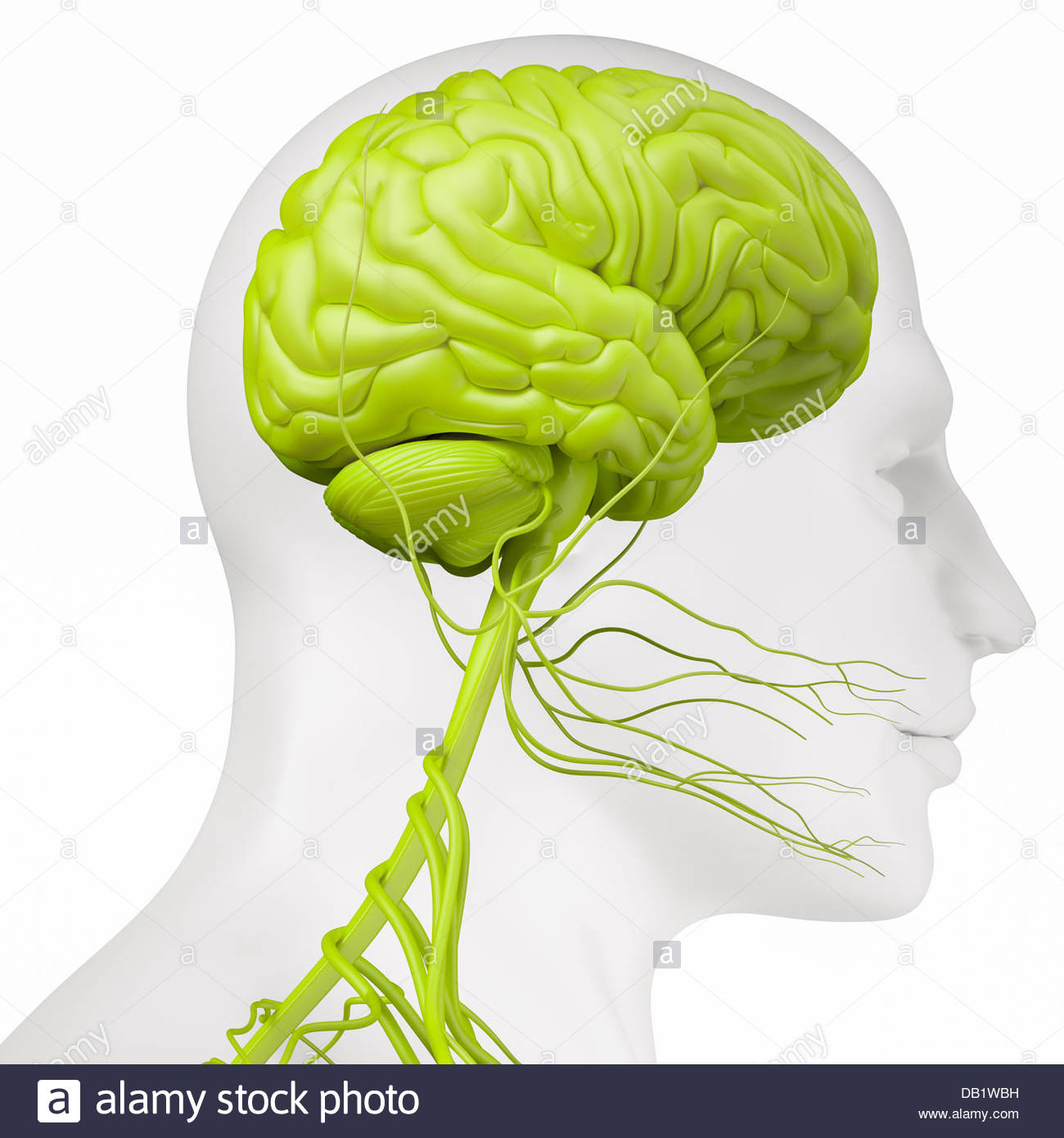 Occipital Nerves High Resolution Stock Photography and Images - Alamy