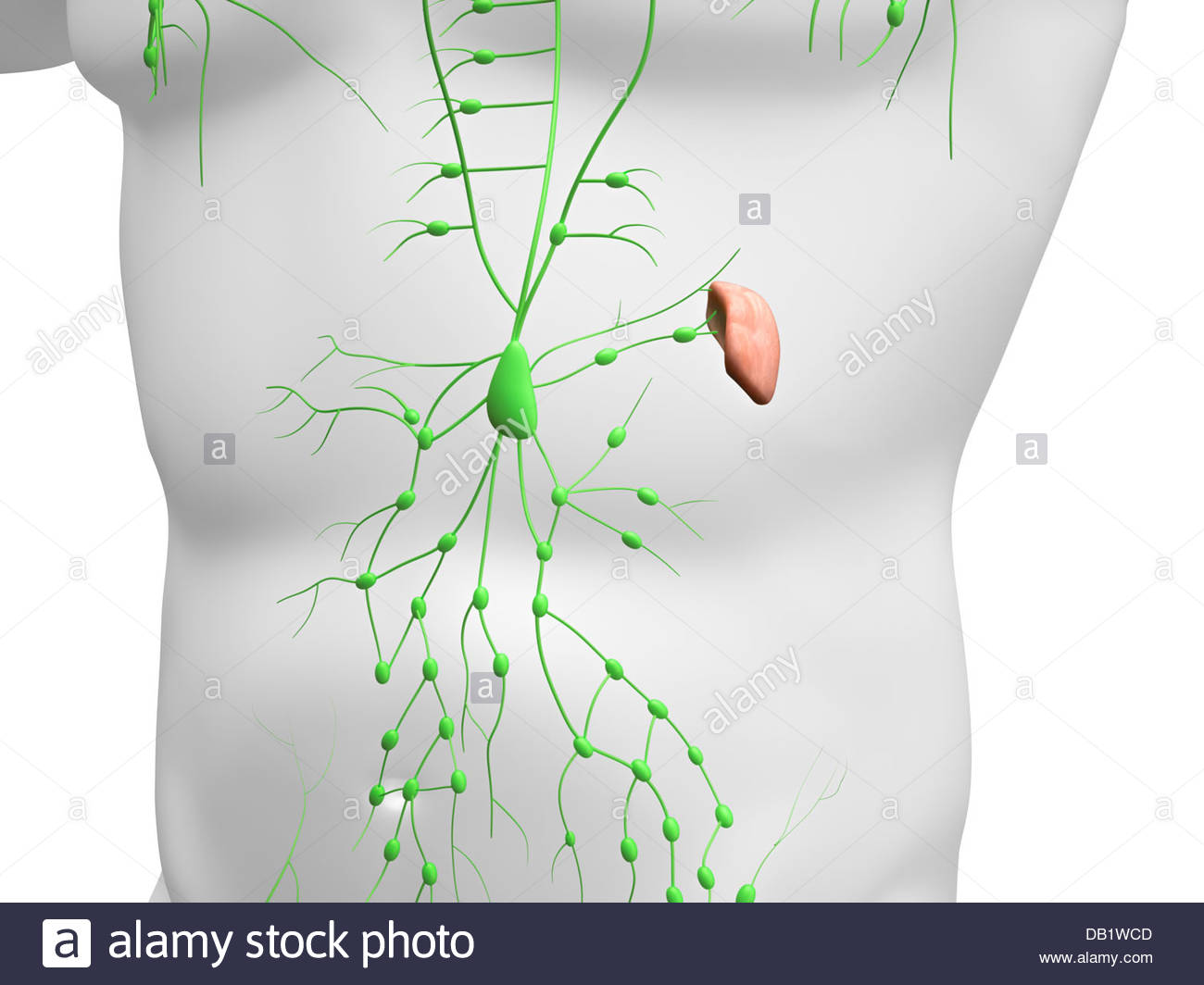 Lymphatic System Stock Photos & Lymphatic System Stock Images - Alamy