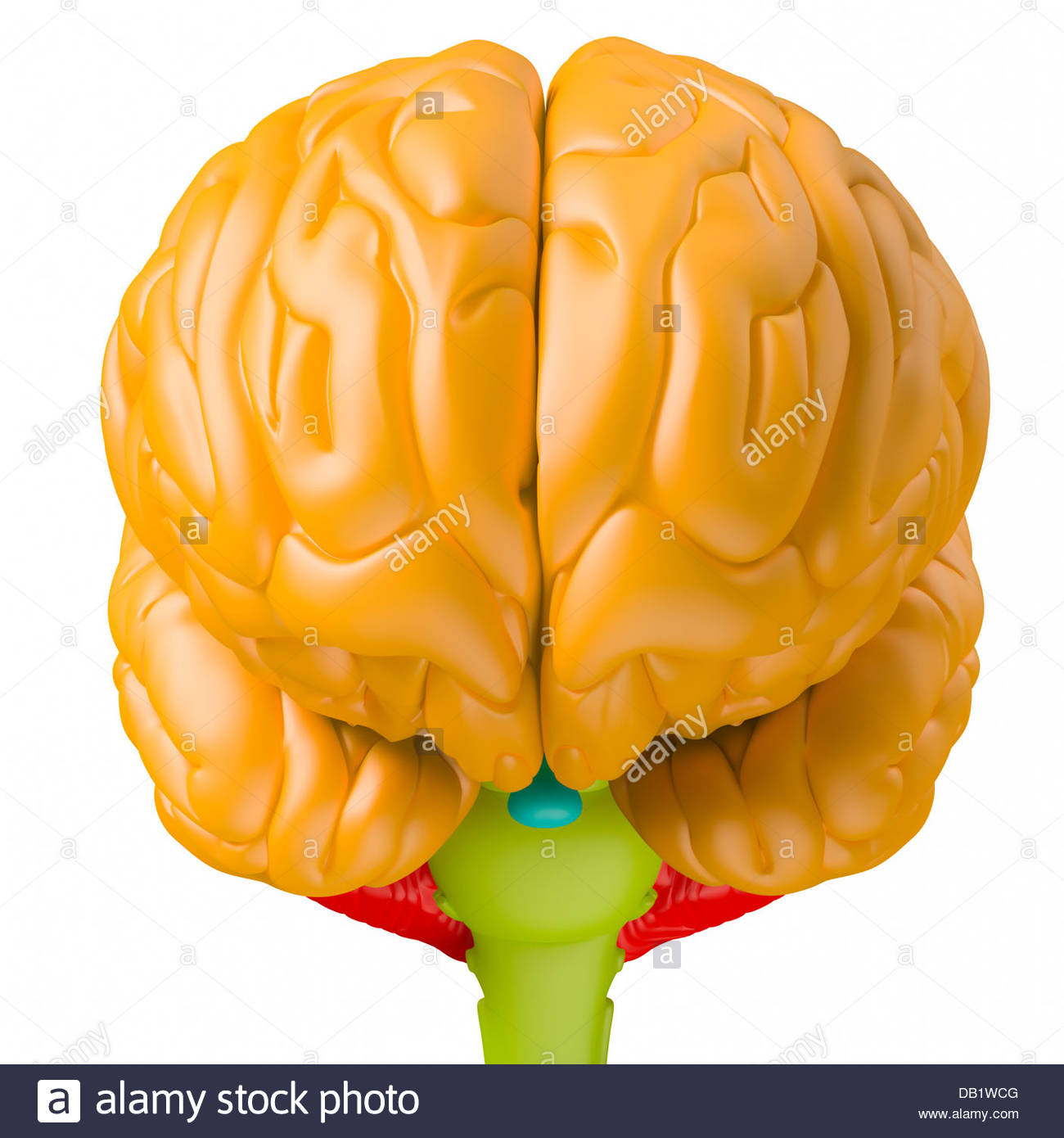 Pituitary Gland High Resolution Stock Photography and Images - Alamy