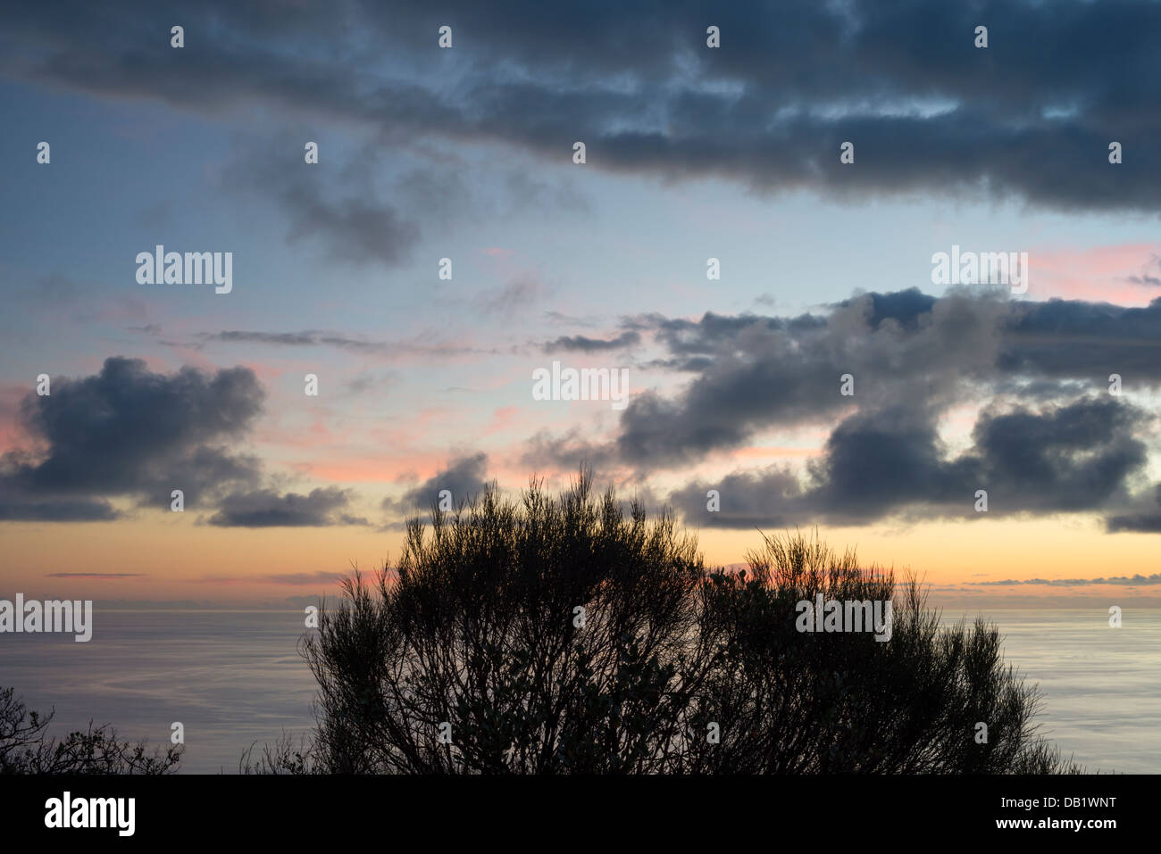 Atlantic sunset through a native broom bush on a very calm evening near ...