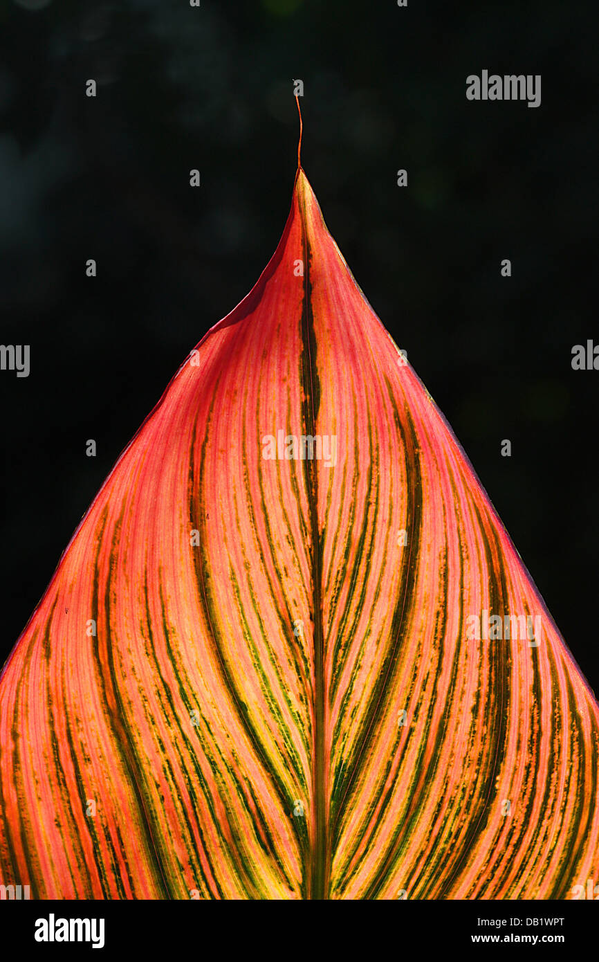 Striated Cana Leaf Point Stock Photo - Alamy