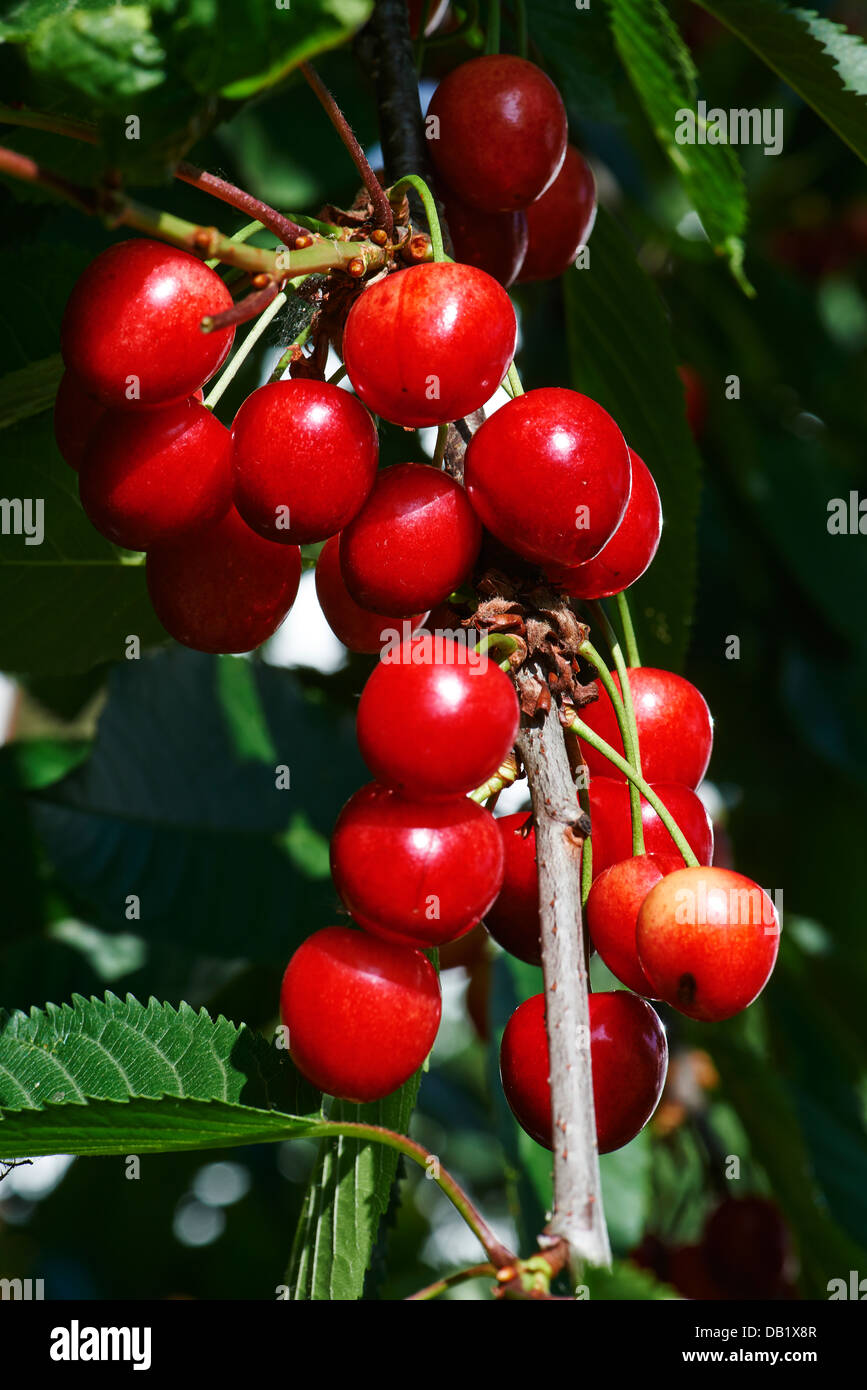 Cherries hanging on a cherry tree branch Stock Photo - Alamy