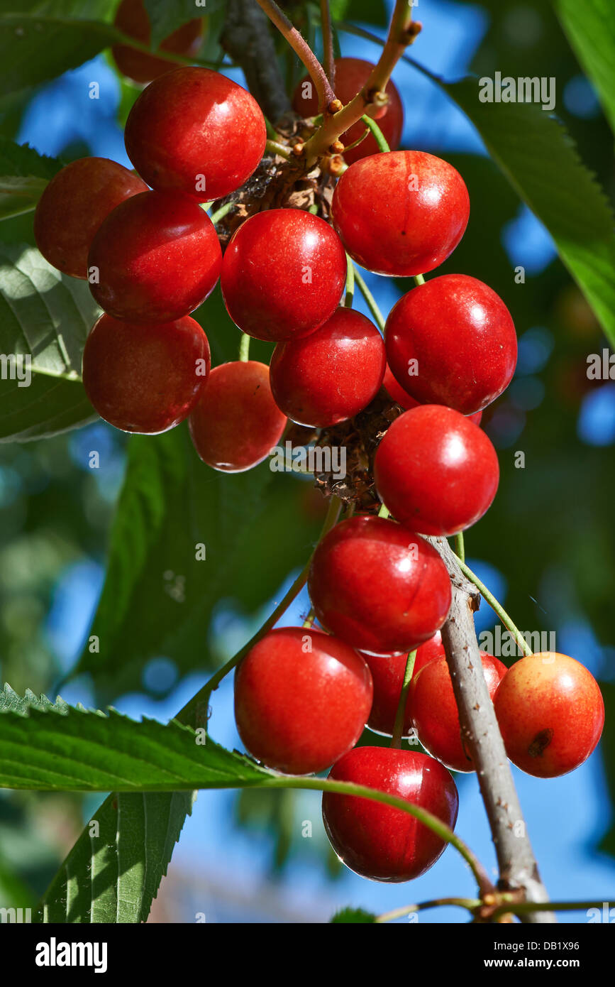 Cherries hanging on a cherry tree branch Stock Photo - Alamy