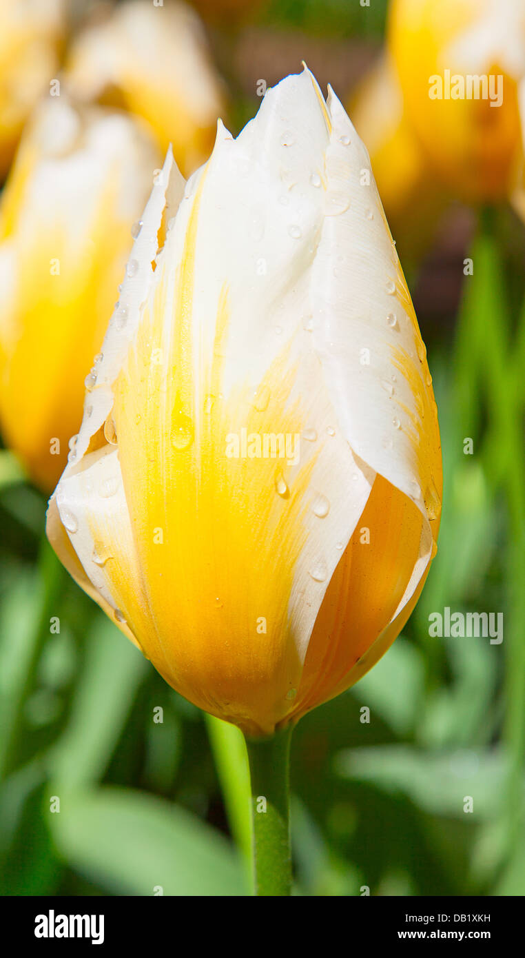 Fresh blooming tulips in the spring garden Stock Photo - Alamy