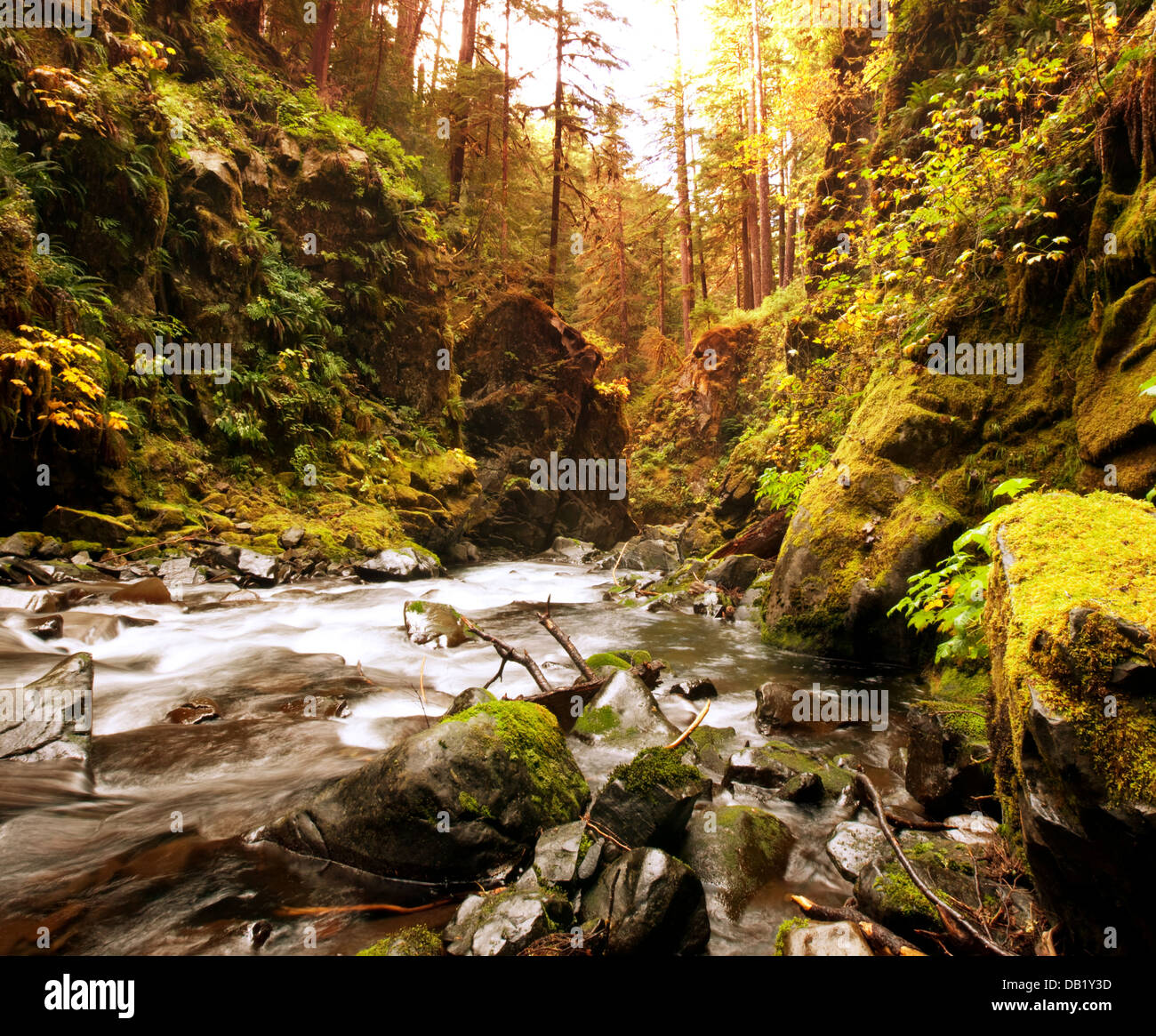 Creek in forest Stock Photo - Alamy
