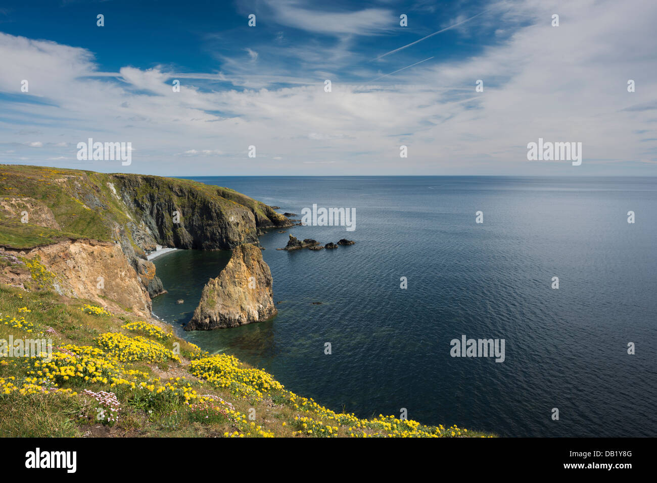 Vegetated sea cliffs in spring with flowering kidney vetch, thrift and ...