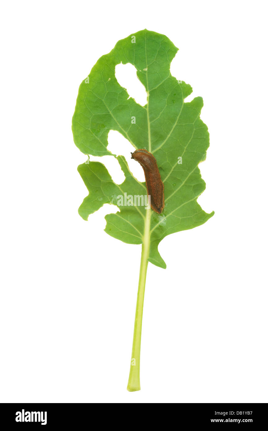 Slug damage of green kohlrabi leaf Stock Photo - Alamy