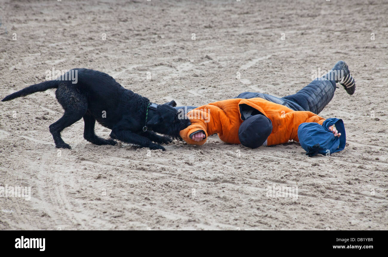Police dog attacking suspected crime at training Stock Photo - Alamy