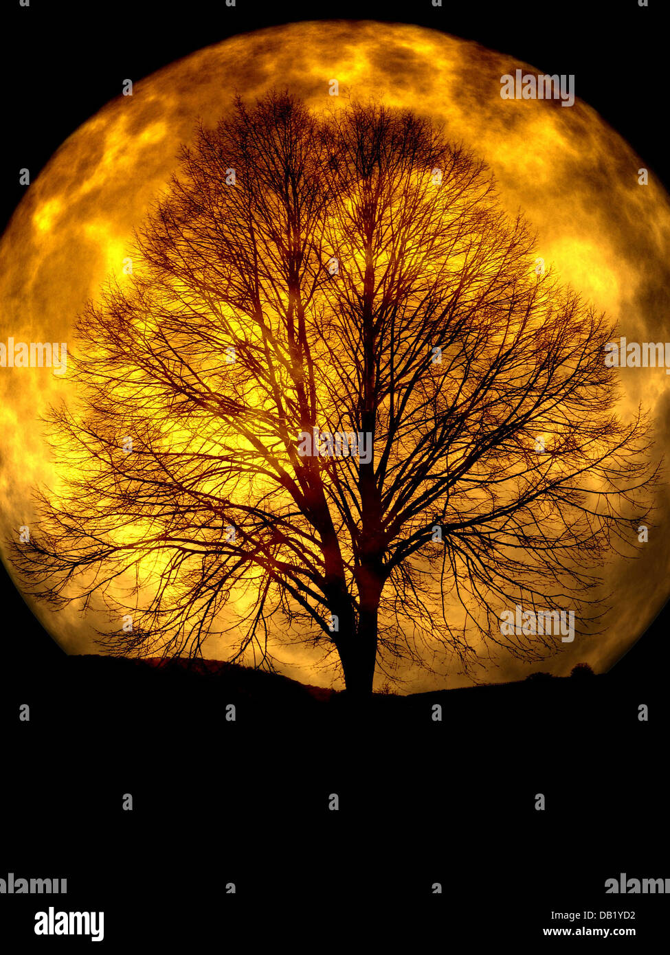 This photograph features the silhouette of a tree against a moonlit sky ...