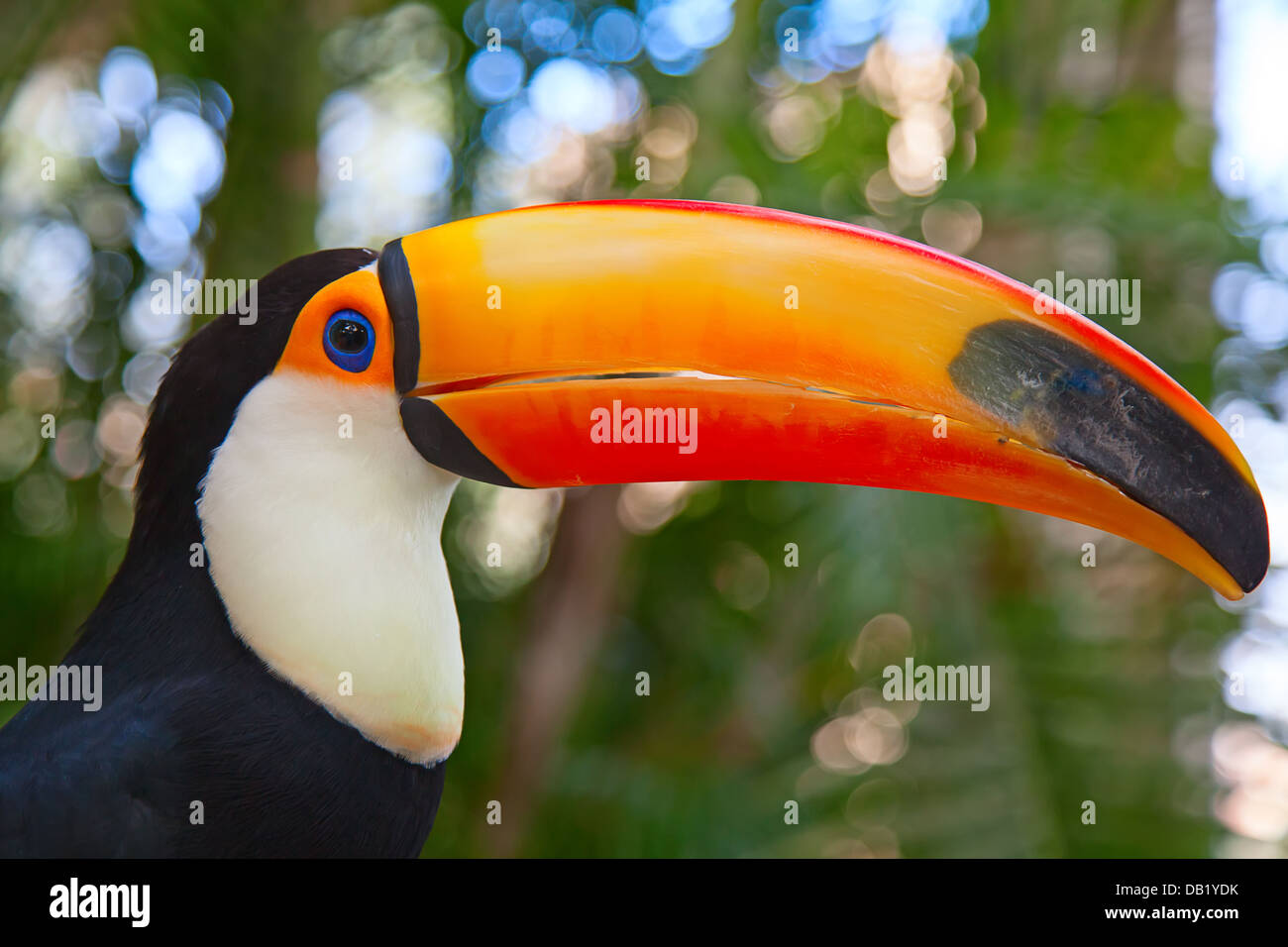 Colorful tucan in the aviary Stock Photo - Alamy