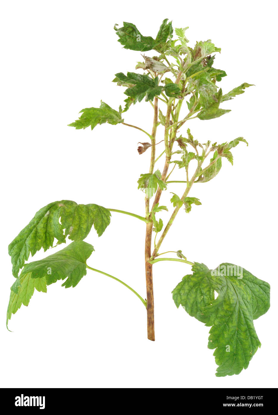 Infection of black currant by grey mould, Botrytis cinerea, Botryotinia ...