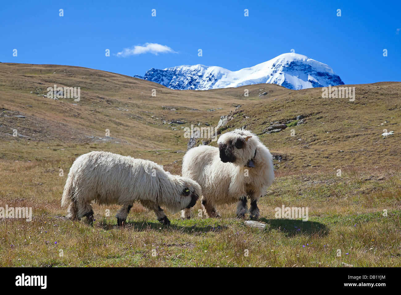 Small herd of sheep in swiss alps Stock Photo - Alamy