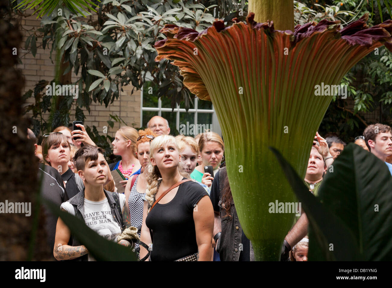 Corpse flower (Titan Arum) - US Botanic Garden, Washington, DC Stock ...