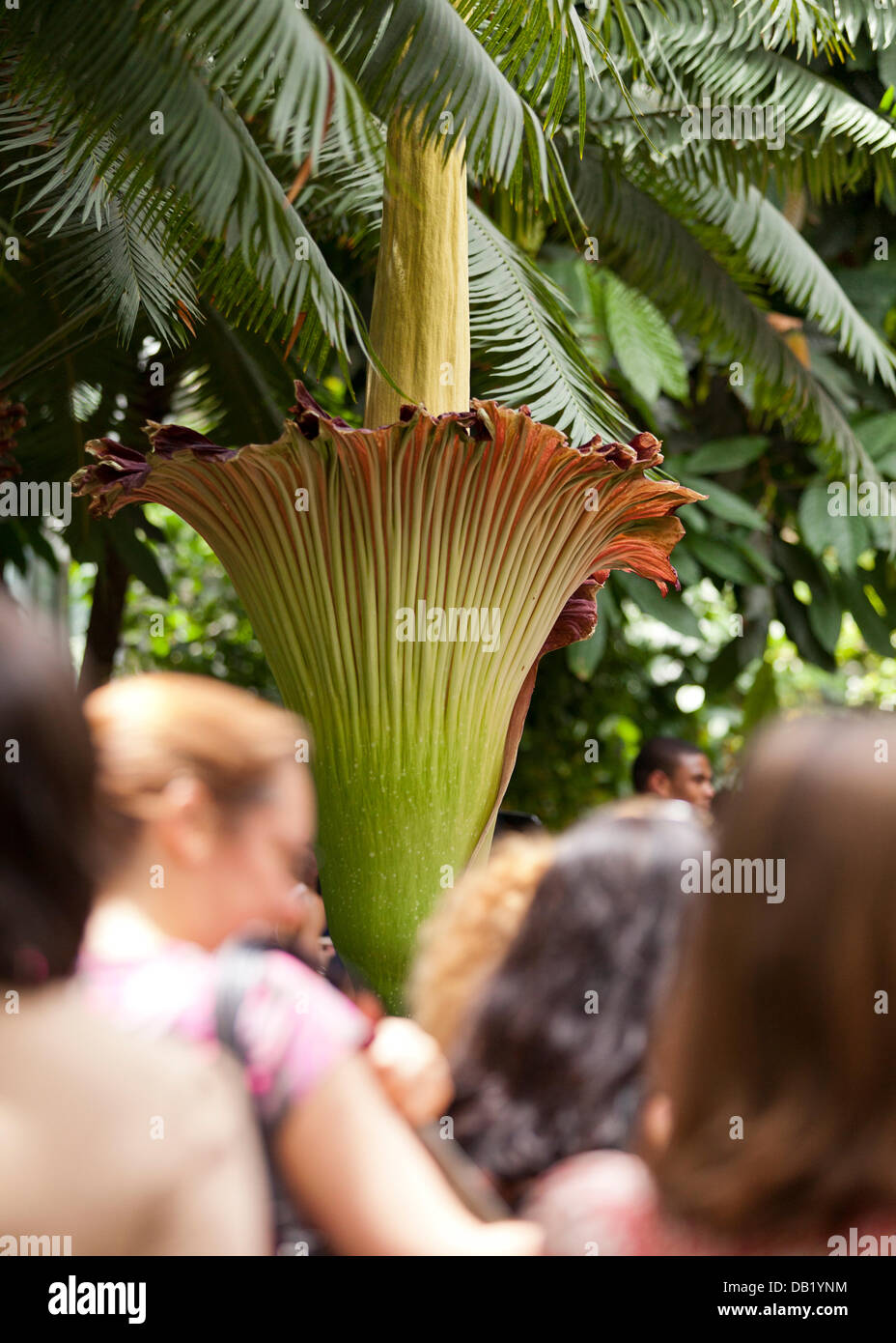 Corpse flower washington dc hi-res stock photography and images - Alamy