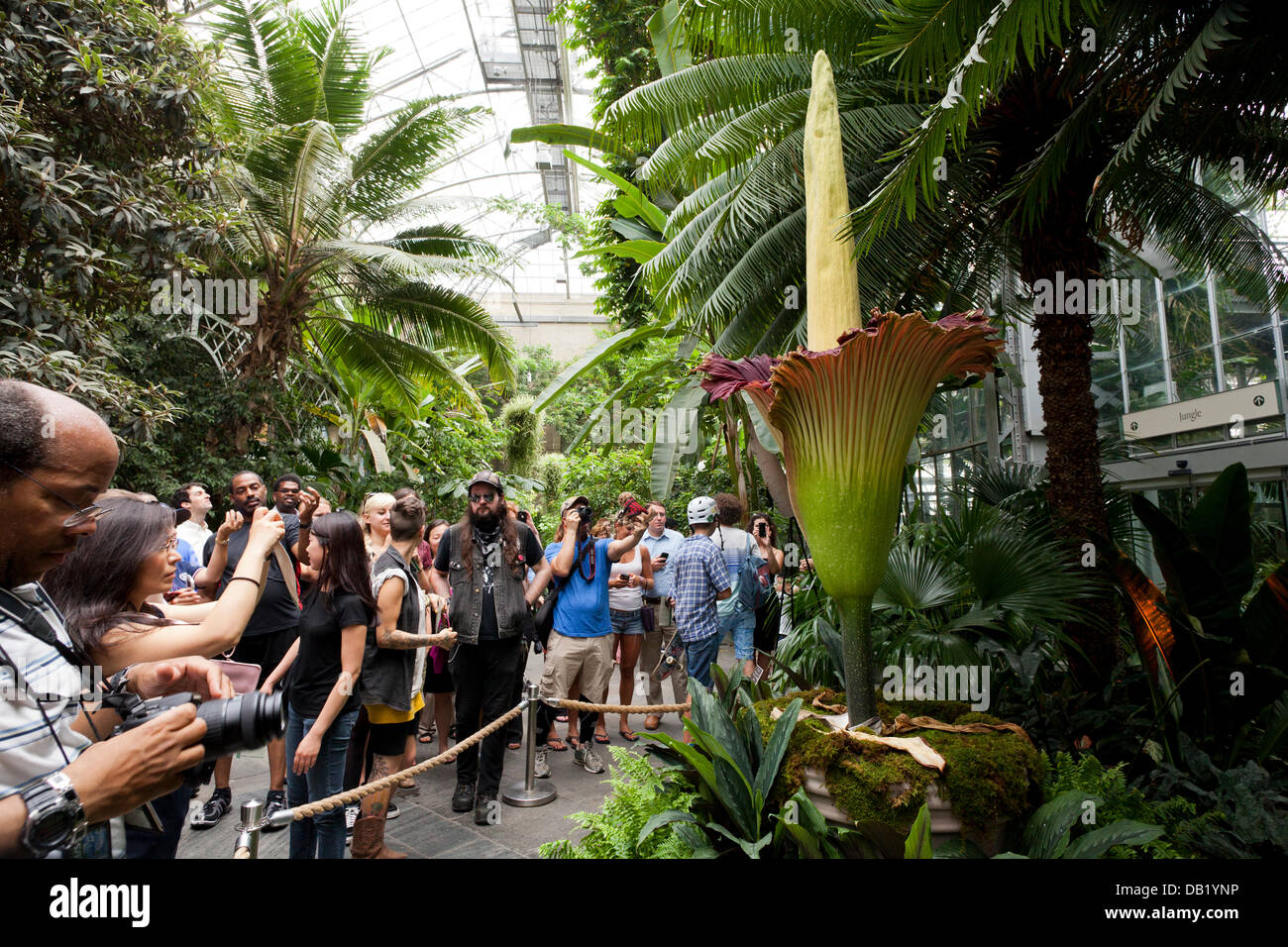 Corpse flower (Titan Arum) - US Botanic Garden, Washington, DC Stock ...