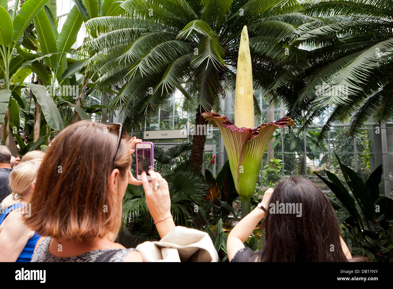Corpse flower (Titan Arum) - US Botanic Garden, Washington, DC Stock ...