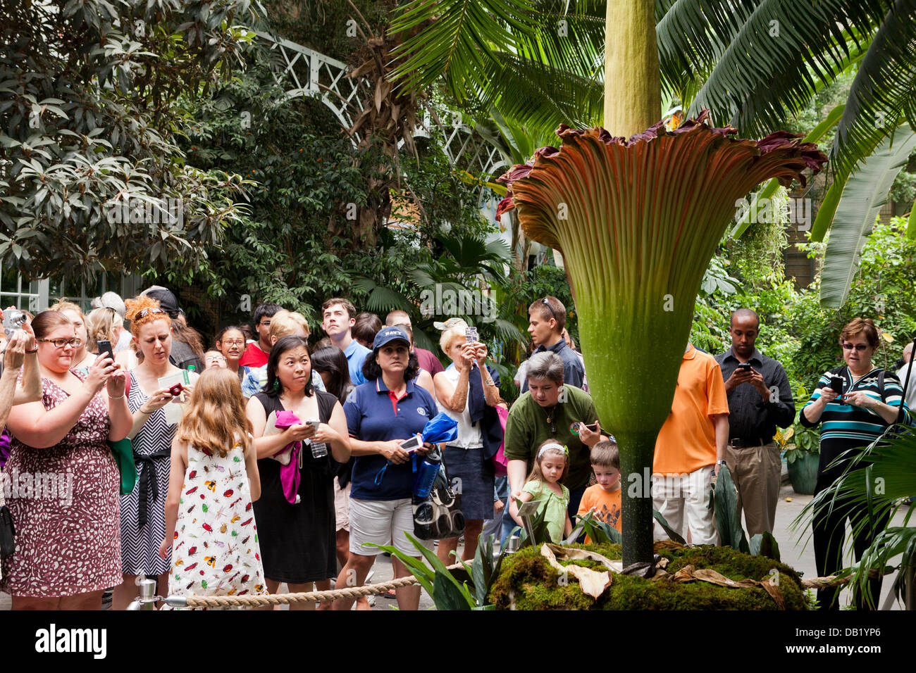 Corpse flower (Titan Arum) - US Botanic Garden, Washington, DC Stock ...