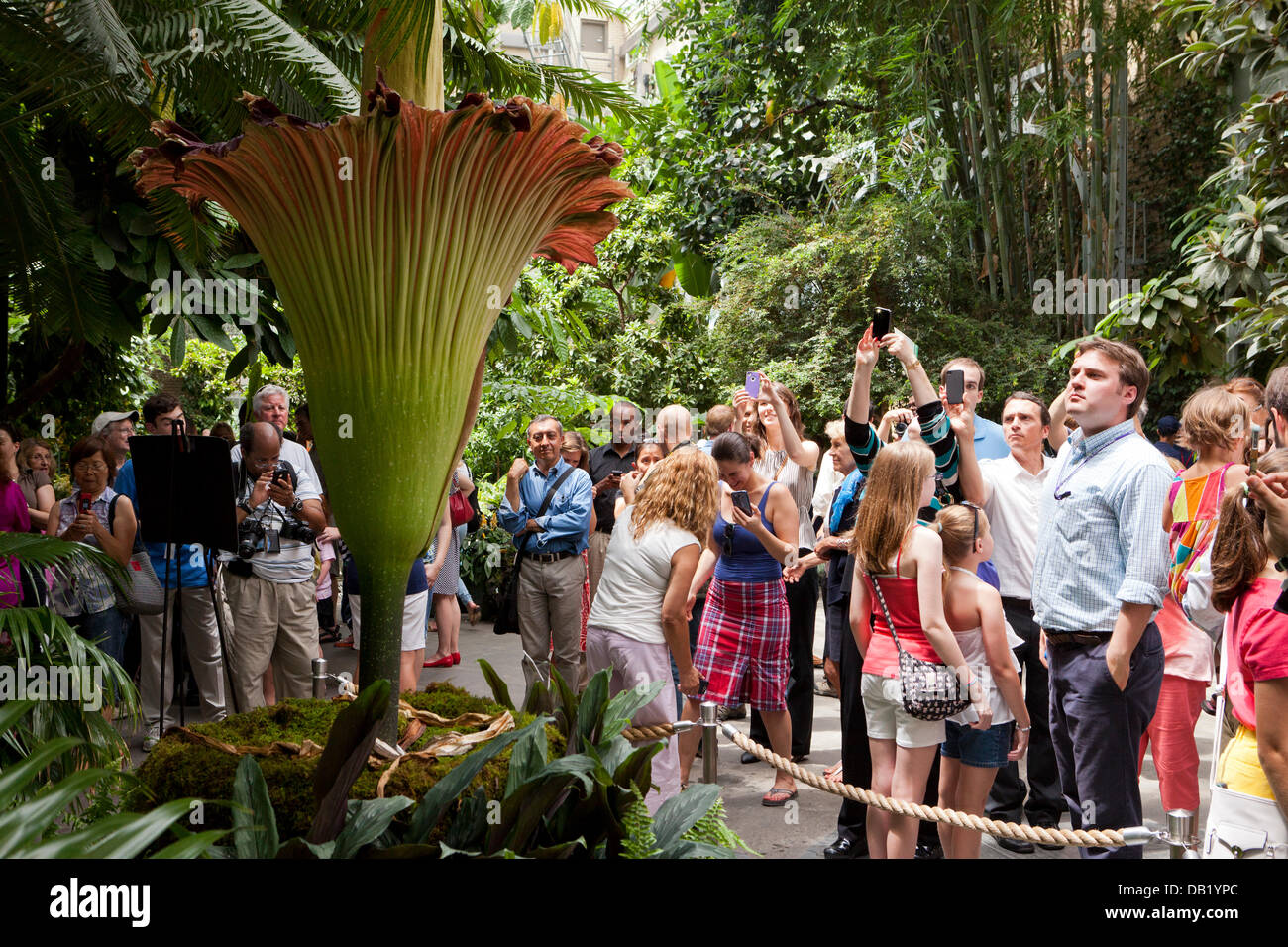 Corpse flower (Titan Arum) - US Botanic Garden, Washington, DC Stock ...
