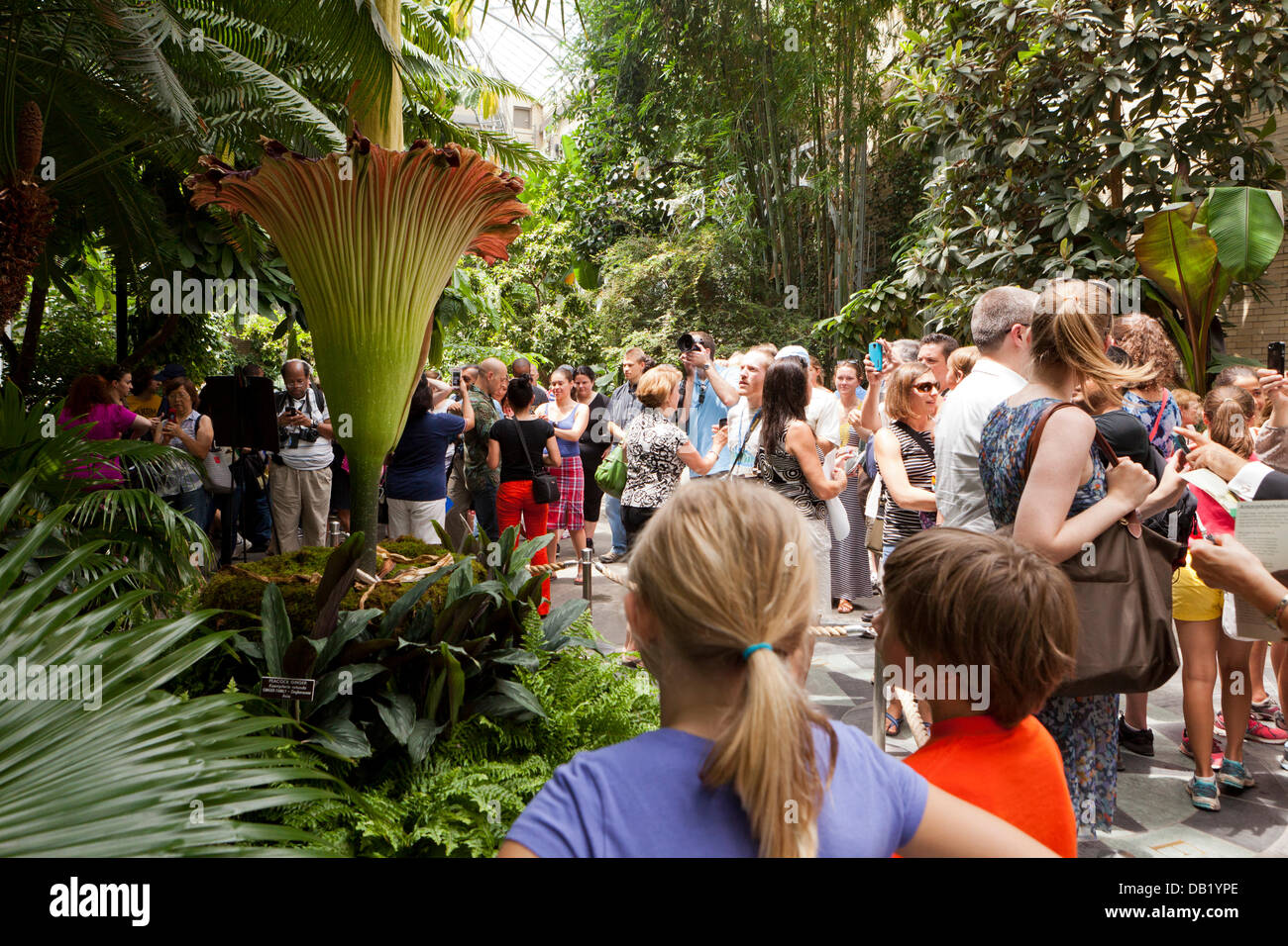 Corpse flower (Titan Arum) - US Botanic Garden, Washington, DC Stock ...