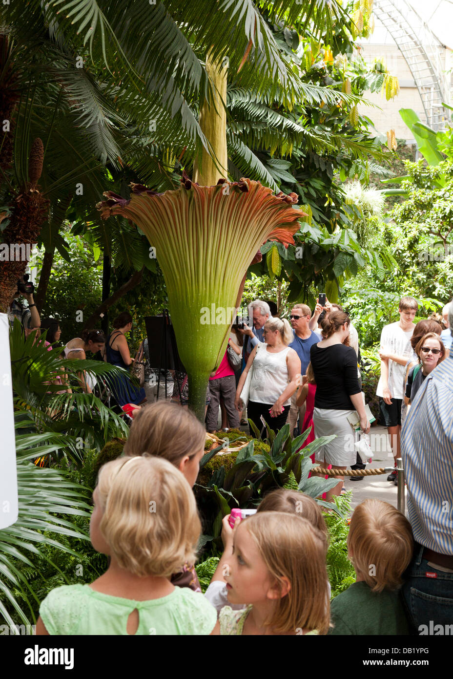 Corpse flower (Titan Arum) - US Botanic Garden, Washington, DC Stock ...
