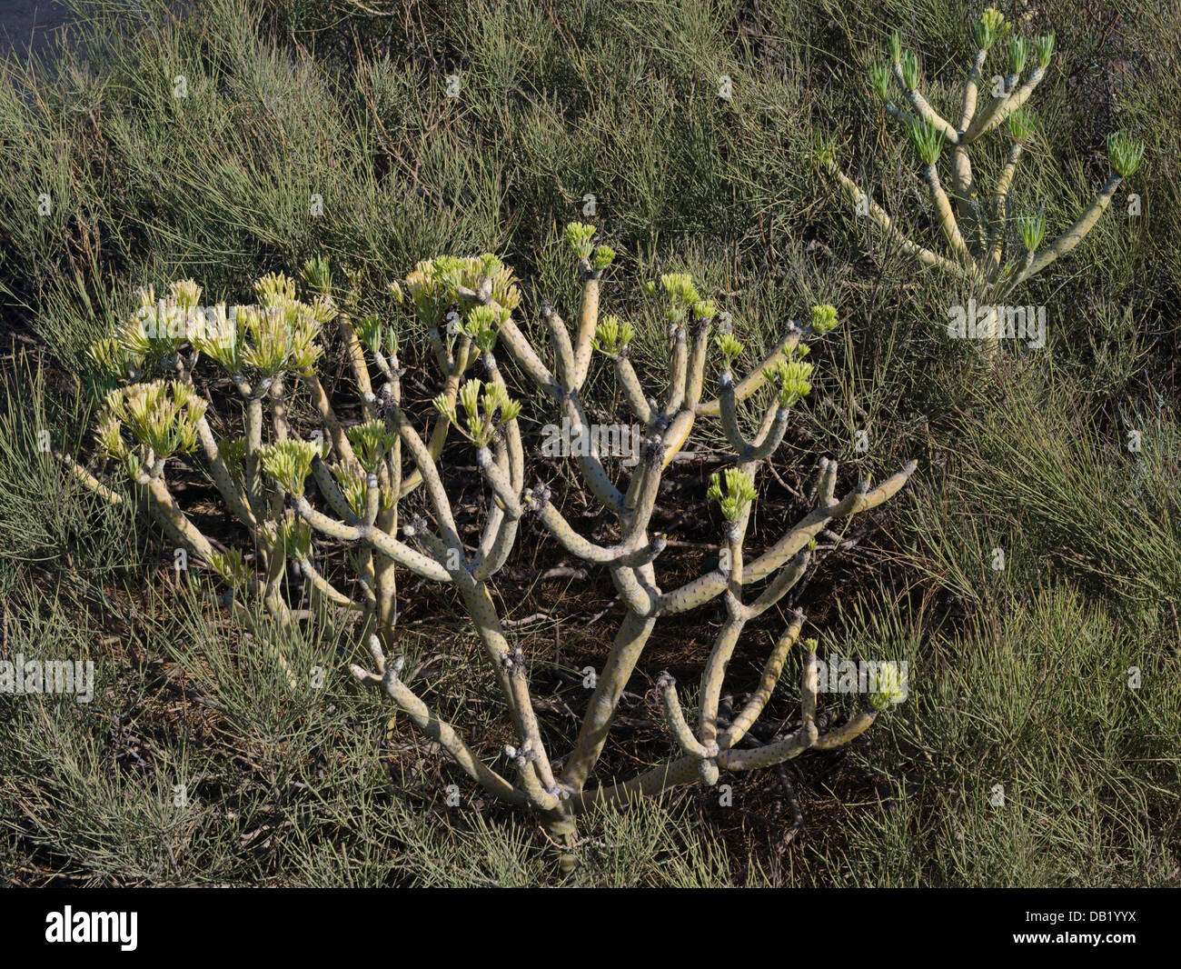 Verode and broom growing together near Viento Volcano, La Palma, Canary ...