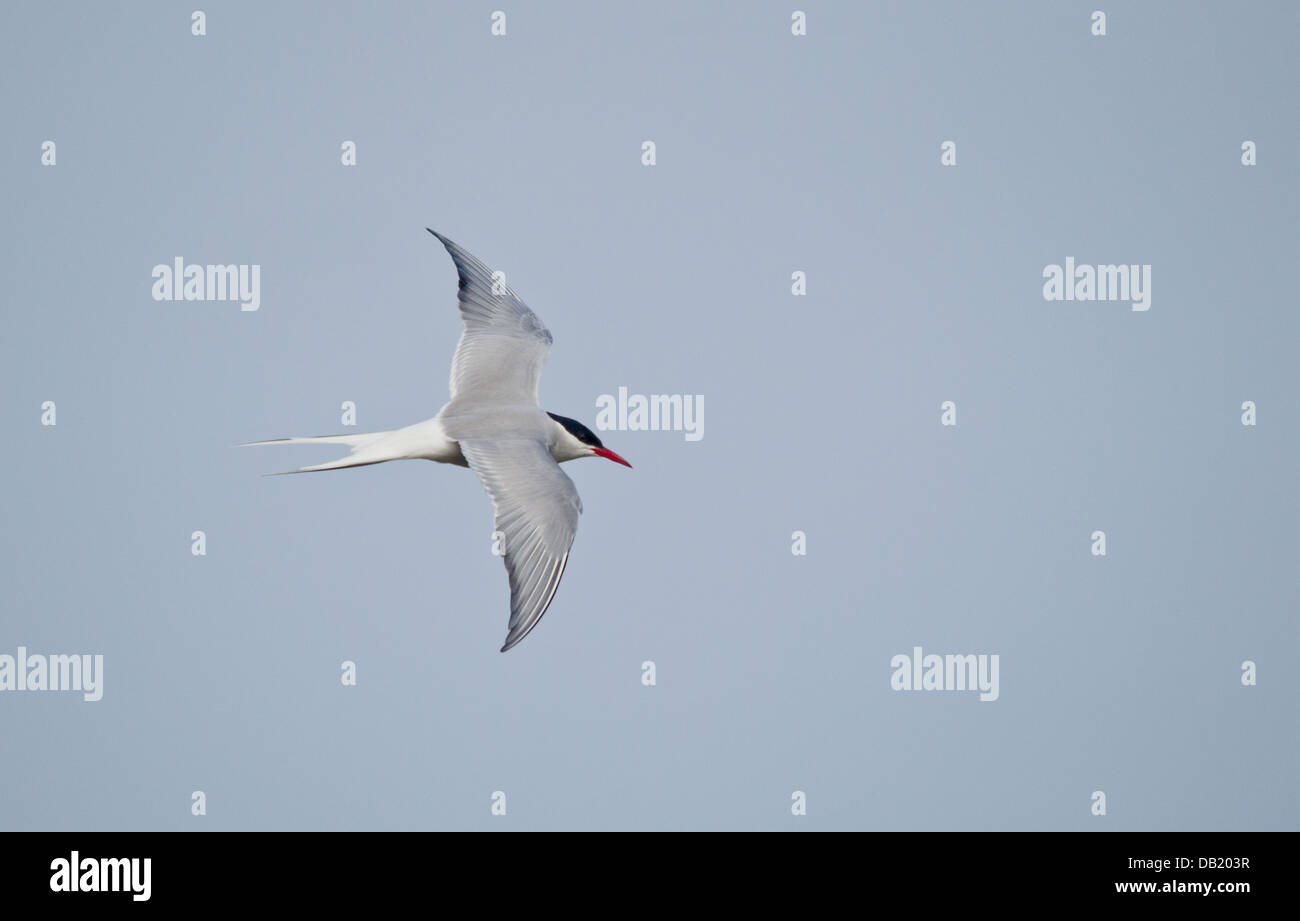 Arctic Tern in flight Stock Photo - Alamy