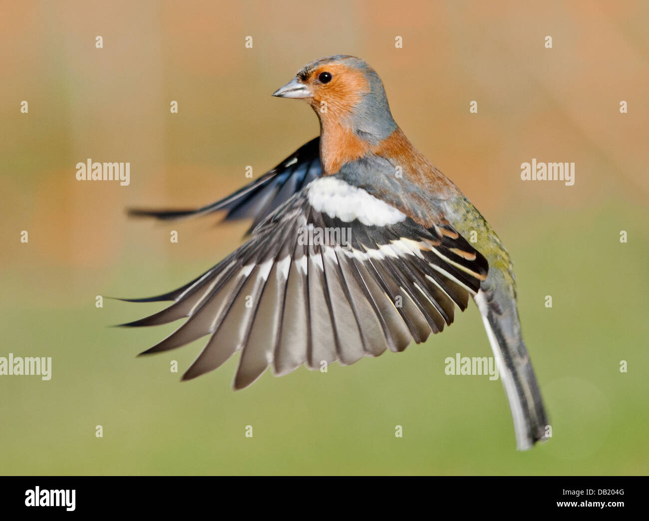 Chaffinch in flight Stock Photo - Alamy