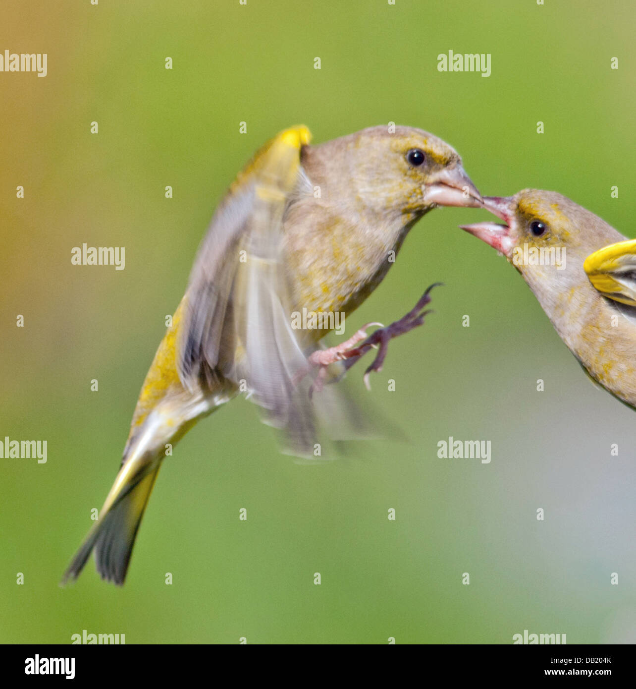 Greenfinches hi-res stock photography and images - Alamy
