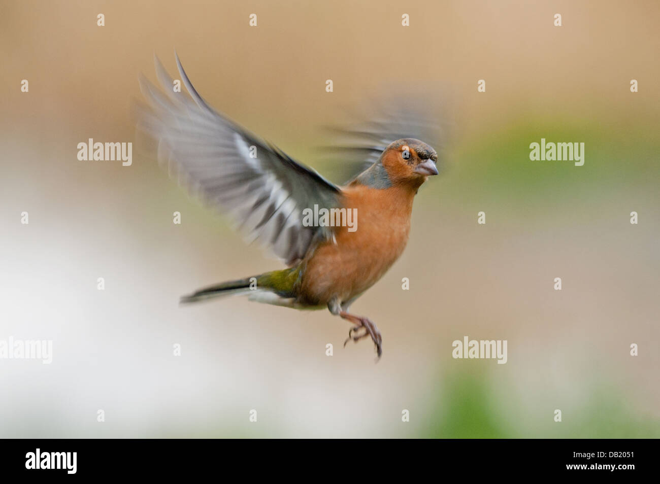 Chaffinch in flight Stock Photo - Alamy