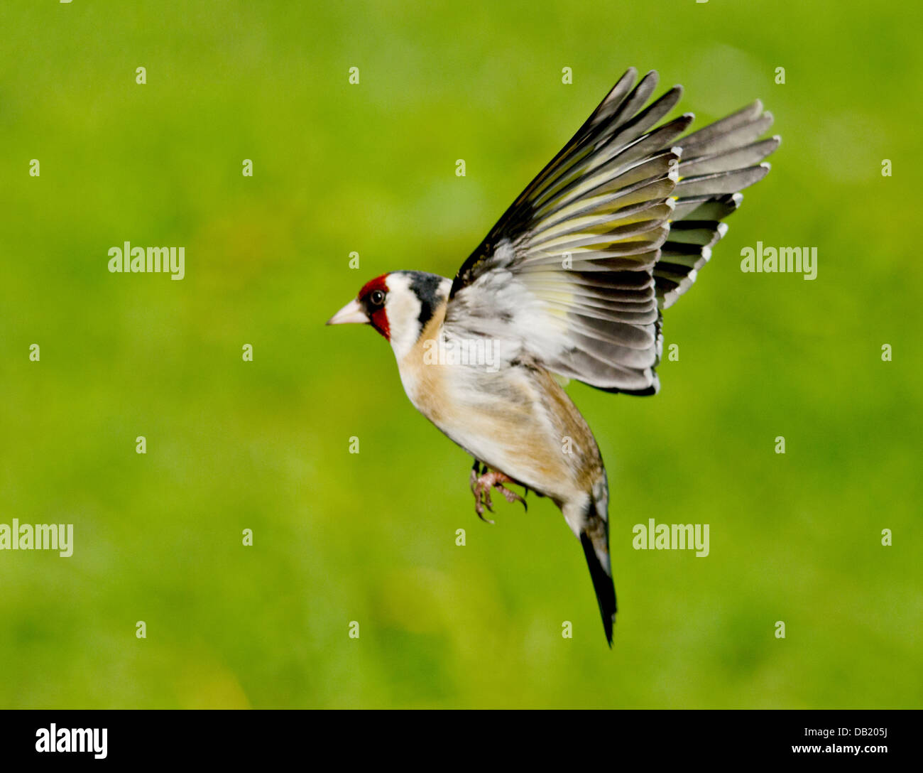 European Goldfinch in flight Stock Photo - Alamy