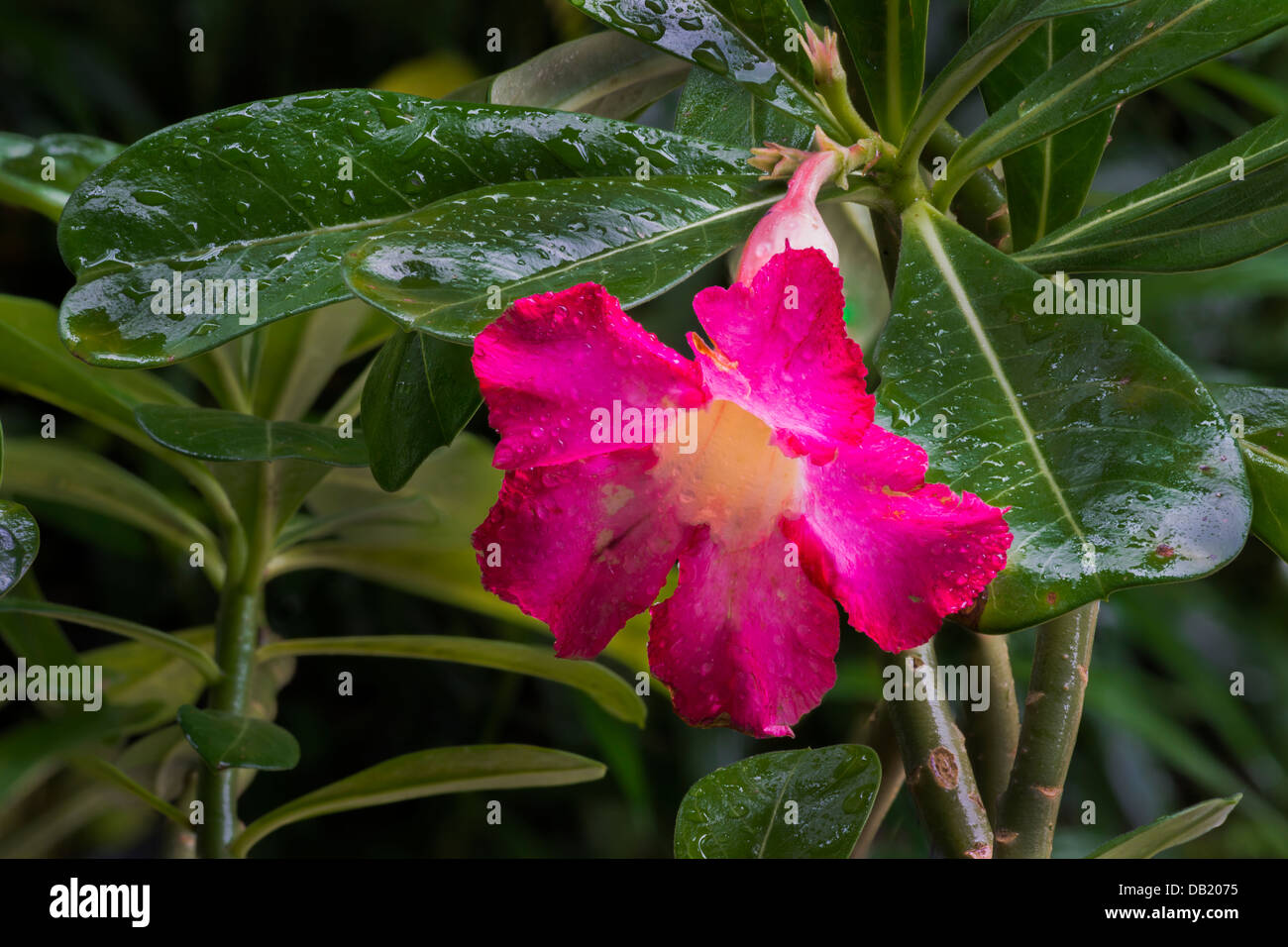 Desert Rose Flower Stock Photo - Alamy