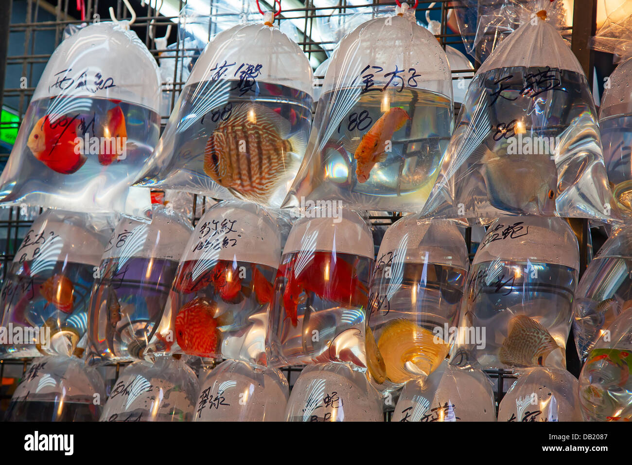 Famous "Fish market" in Hong Kong, China Stock Photo - Alamy
