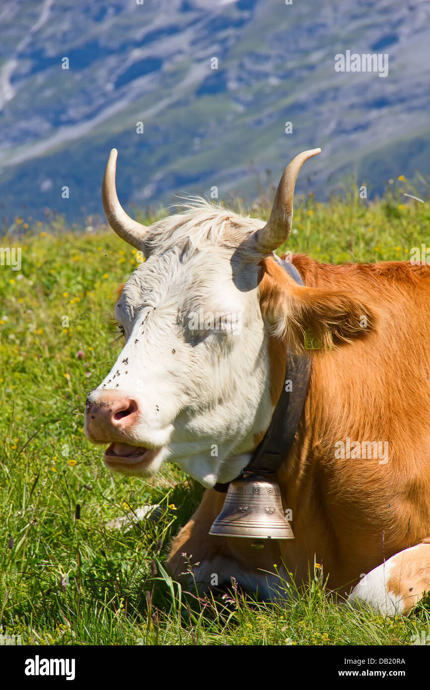 Swiss cow in the alps Stock Photo - Alamy
