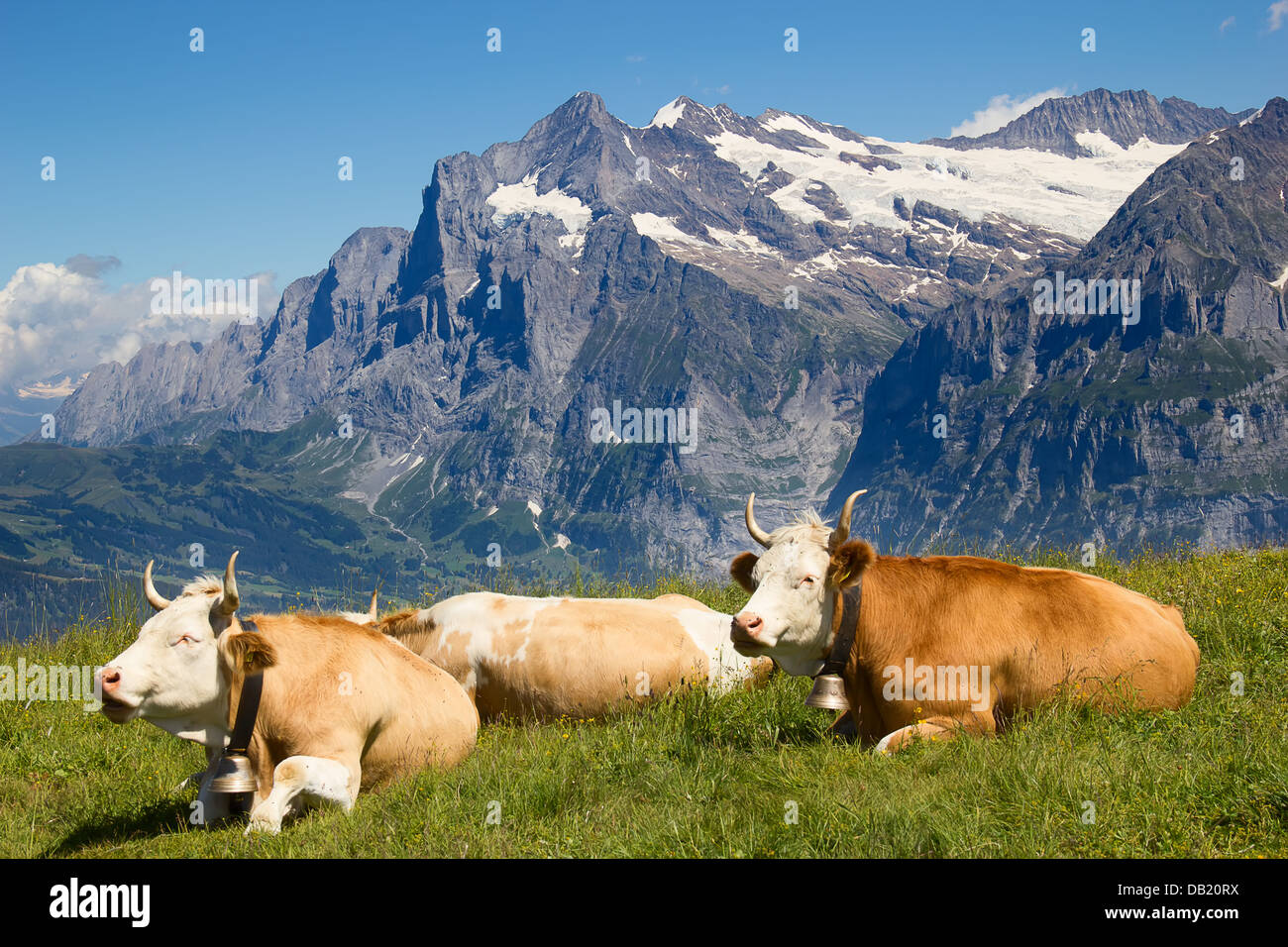 Swiss cow in the alps Stock Photo - Alamy