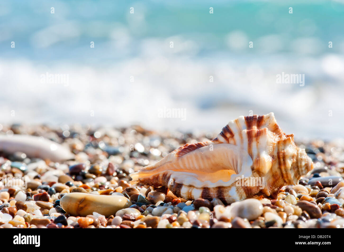 Conch shell on pebble beach hi-res stock photography and images - Alamy