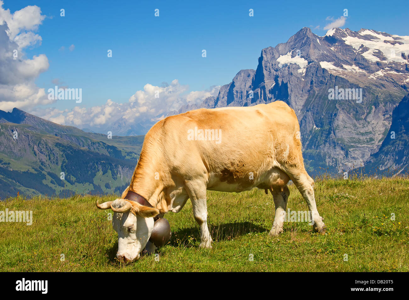 Swiss cow in the alps Stock Photo - Alamy